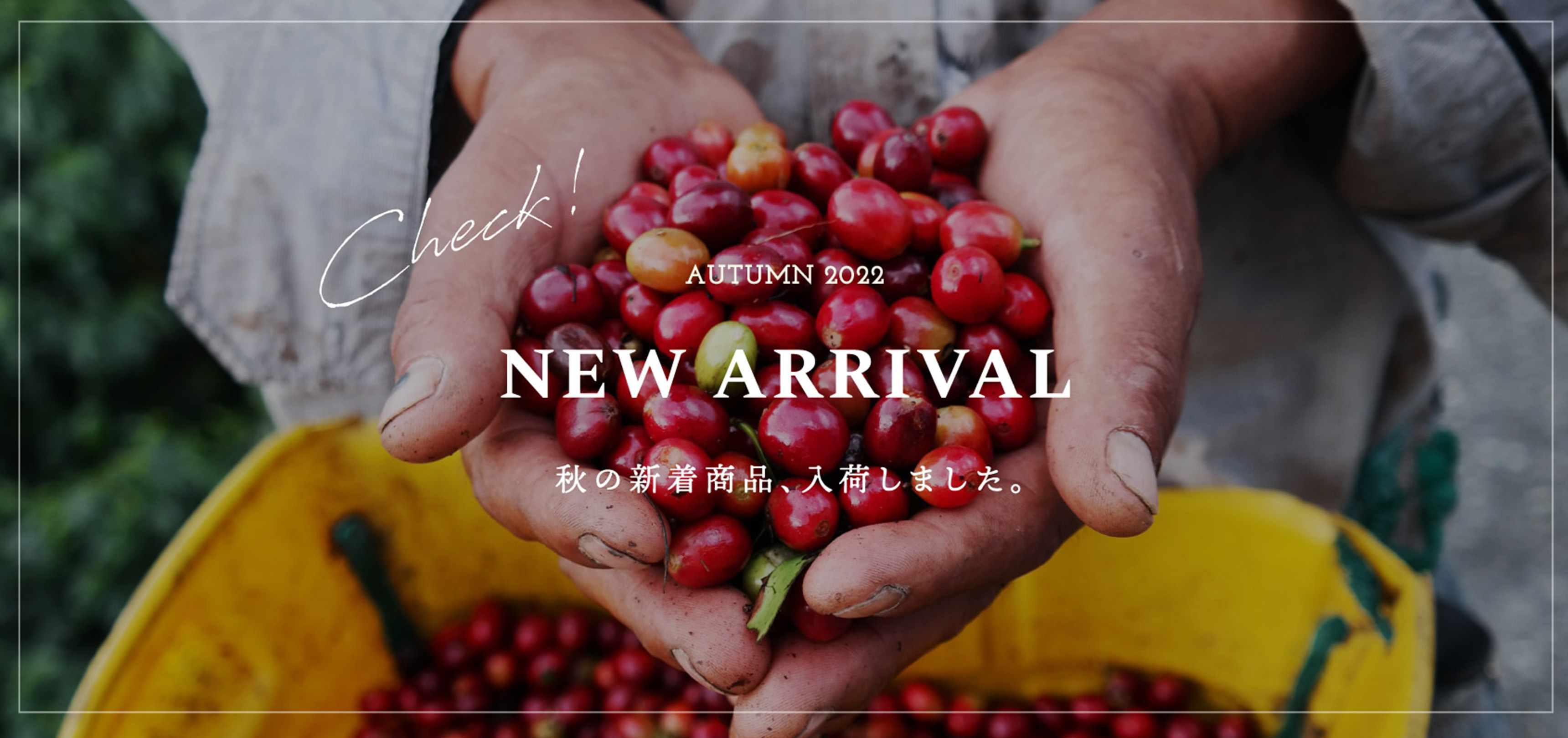 スペシャルティコーヒー生豆販売サイト「Coffee Network」